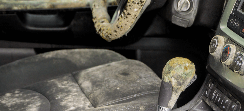 Tips to Get Rid of Molds and Mildew from your Car